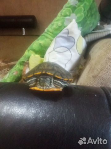 Красноухая черепаха + аквариум +фильтр