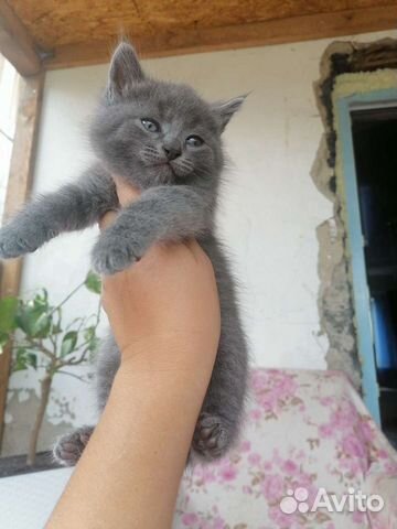 Кошка британка