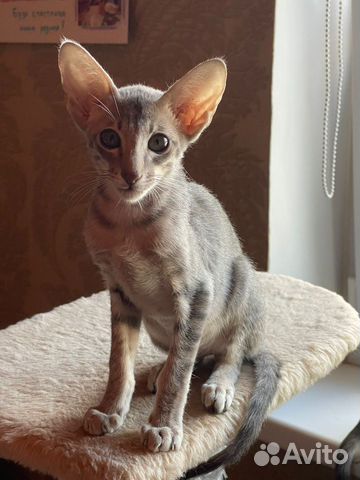 Ориентальные котята