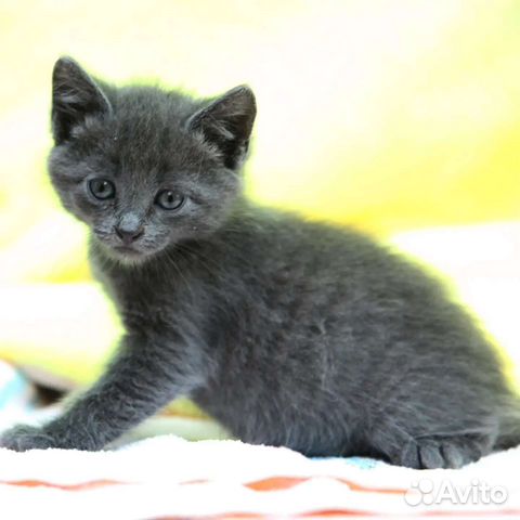 Котенок "голубой" в добрые руки