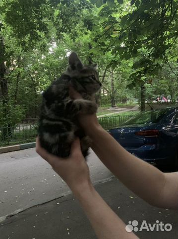 Спасение крошечного котенка