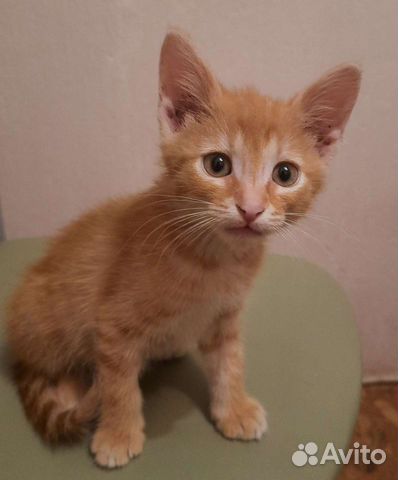 Карамельный котёнок ищет дом