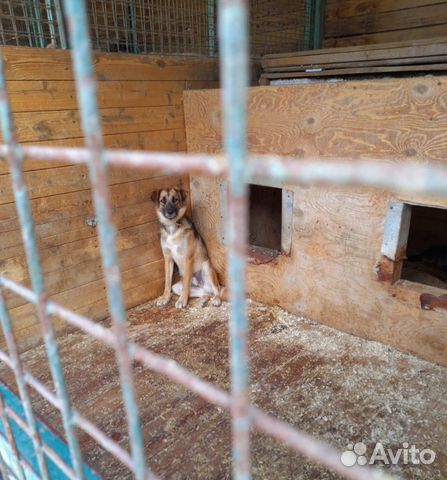 Молодой пес мучается в приютской клетке