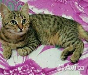 Котёнок в добрые ручки