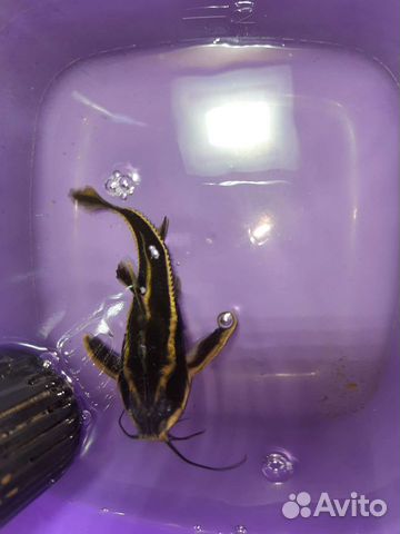 Сом платидорас