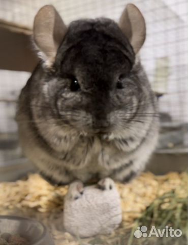 Шиншилла мальчик