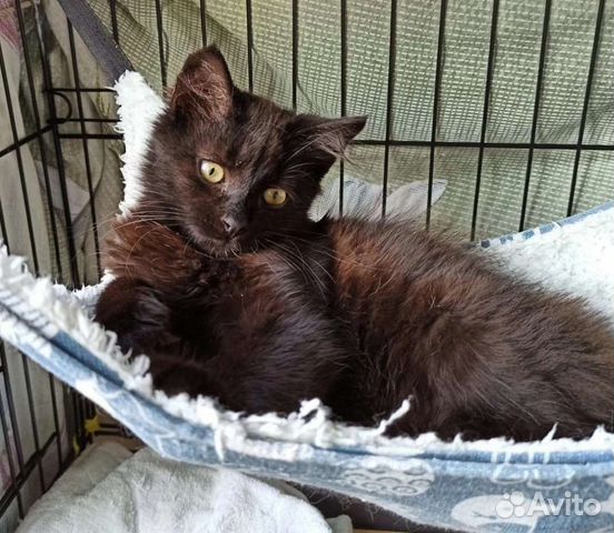 Озорной котёнок ишет себе дом