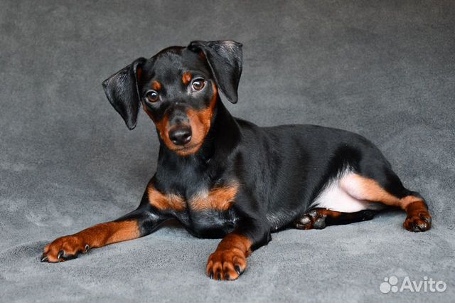 Черно-подпалый мужичок