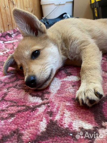 Кутята/щенки