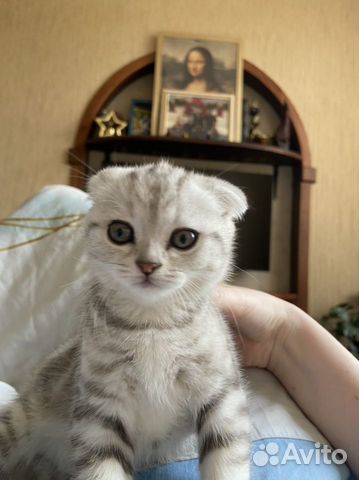 Шотландская вислоухая