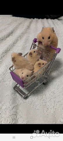 Сирийский хомяк малыш