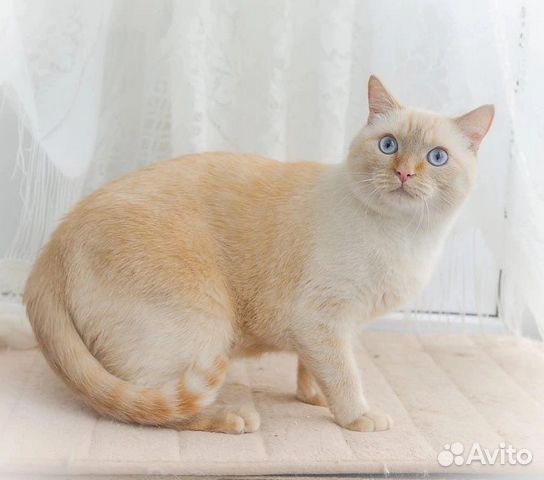 Гоша-крупный и бесподобно роскошный кот