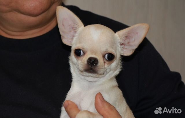 Классные породные щенки чихуахуа