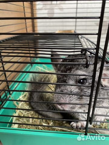 Продам шиншиллу