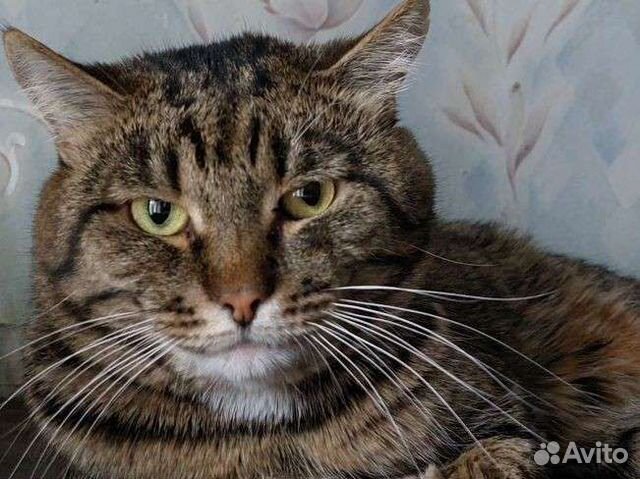 Европейский абориген