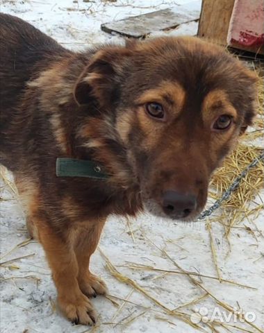 Отдам в добрые руки бесплатно