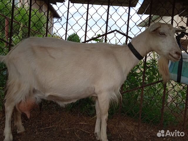 Зааненская дойная коза