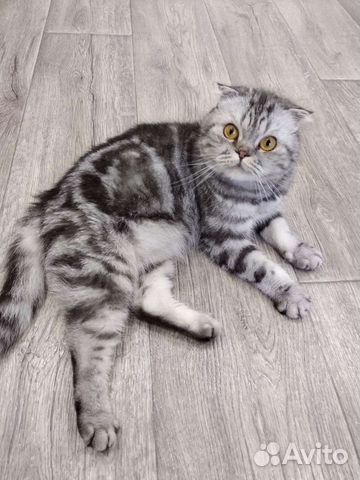 Шотландская вислоухая кошка