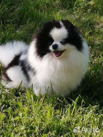 Померанский шпиц взрослая девочка