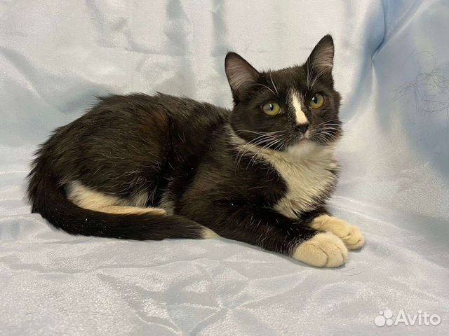 Котёнок в дар