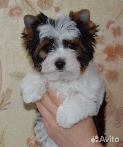 Бивер кобель щенок