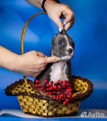 Мальчик стаффорда, РКФ