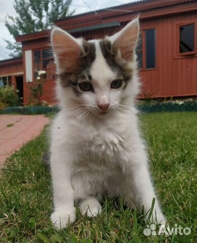 Котёнок Макс в добрые руки