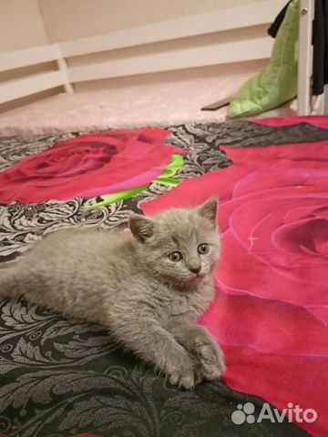 Британец короткошерстный