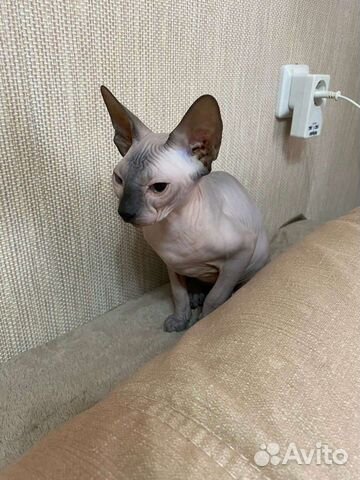 Канадский сфинкс кошка