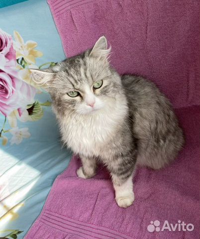 Кошка молодая бесплатно