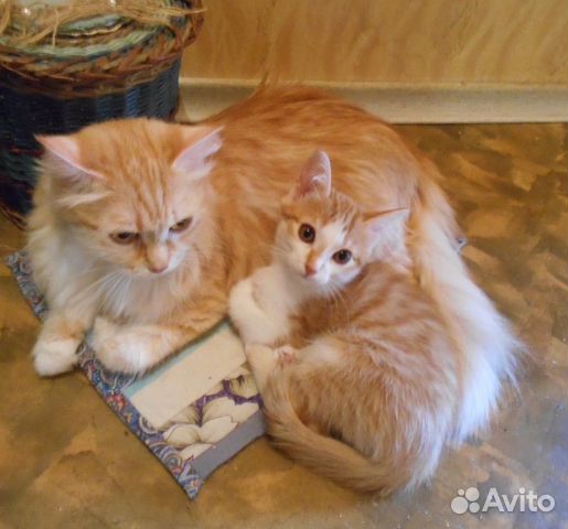 Рыжая с белым кошечка