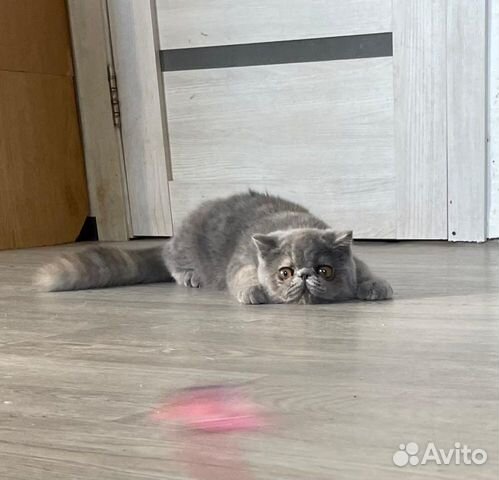 Экзотические котята