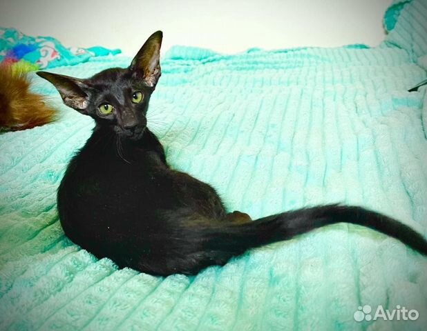 Ориентальная черная девочка