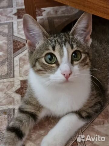 Котёнок лесного окраса в дар