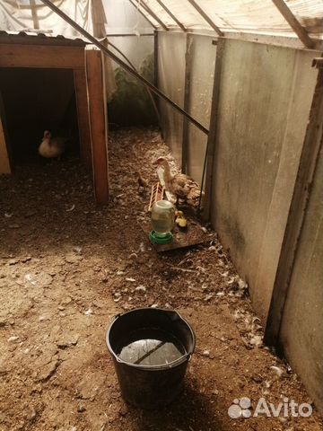 Утка мускусная с утятами