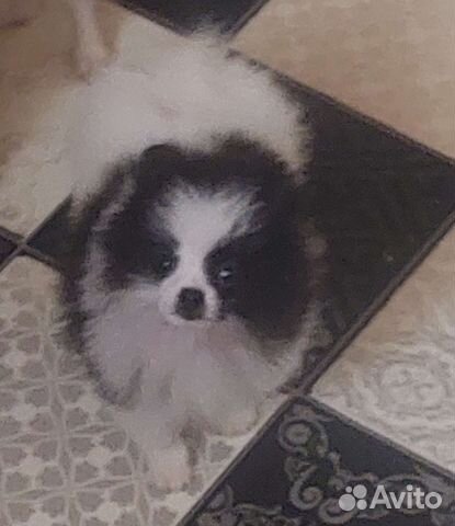 Мальчик шпиц миник