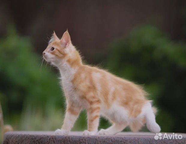 Норвежский лесной котик