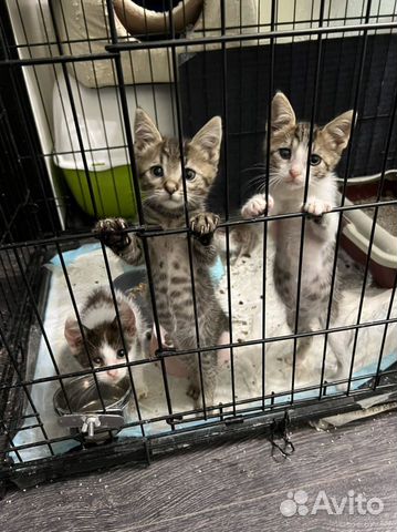 Котята в добрые руки