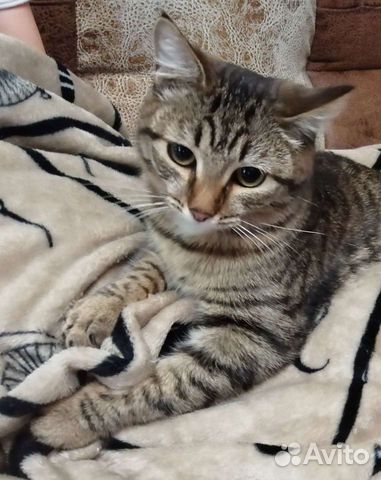 Кошки в добрые руки