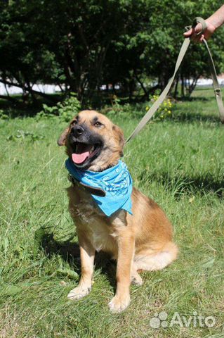 Маленький друг, всего 10кг