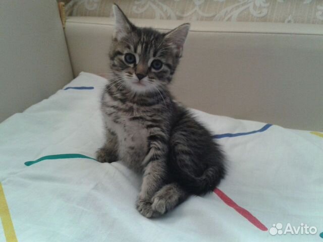 В добрые руки