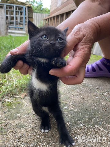 Котята в добрые руки бесплатно