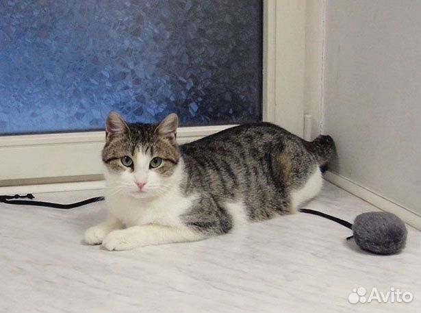 Молодой ласковый котик