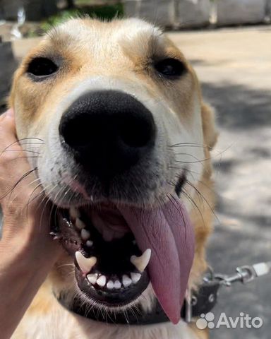 Тим молодой пес