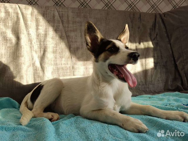 Вениамин в дар