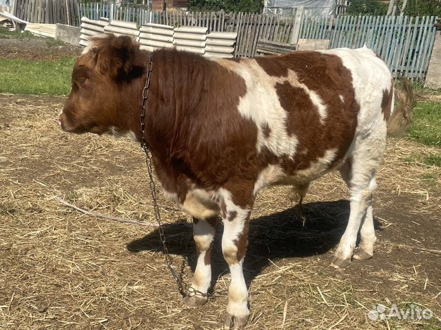 Быки герефорд