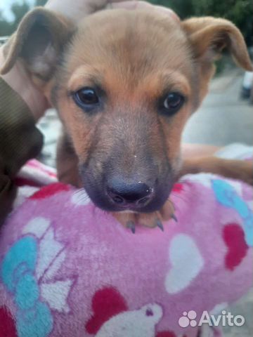 Собака в добрые руки щенок