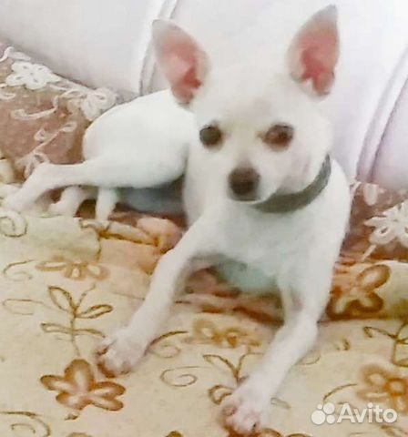 Мини той-терьер