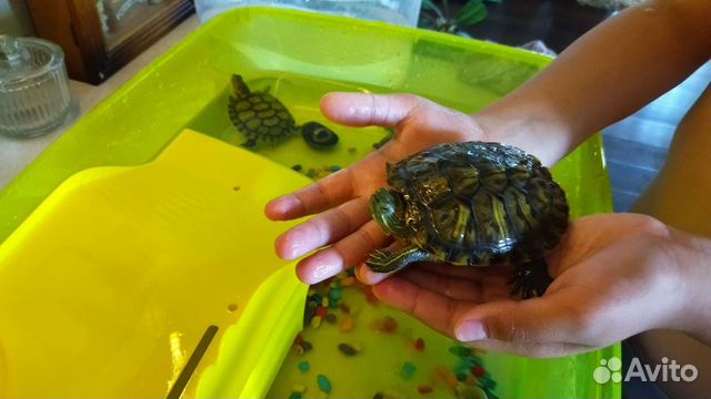 Красноухая черепаха с аквариумом
