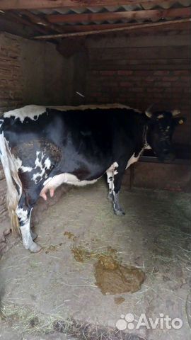 Корова и бычки